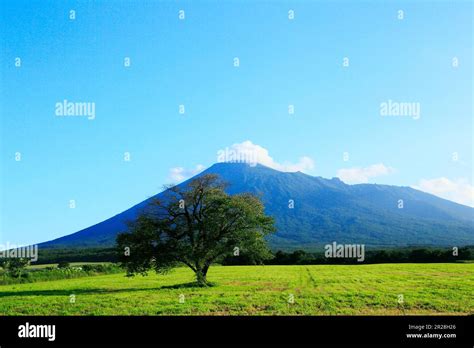 View Of Mount Iwate And A Single Cherry Tree Standing Tall At Joubou In Iwate Prefecture Stock