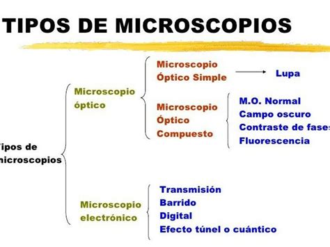 Microscopio Simple Vs Compuesto ¿cuál Elegir Y Por Qué