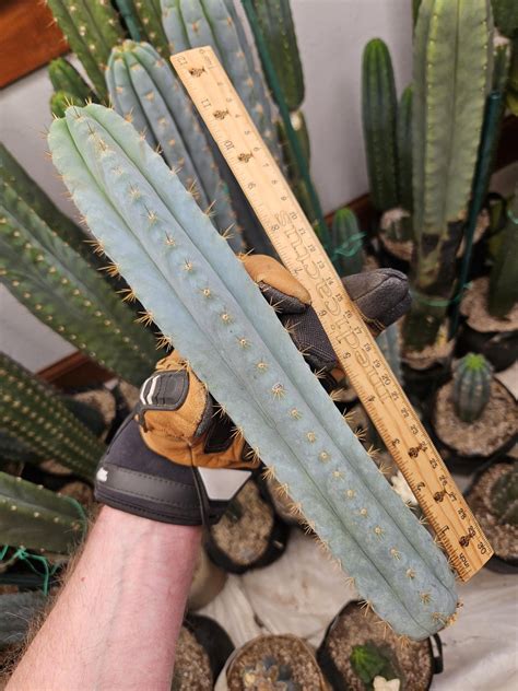 🙏🏾 🌵 Gonzo Mac Aka Cc Argentinensis Foot Long Cut R