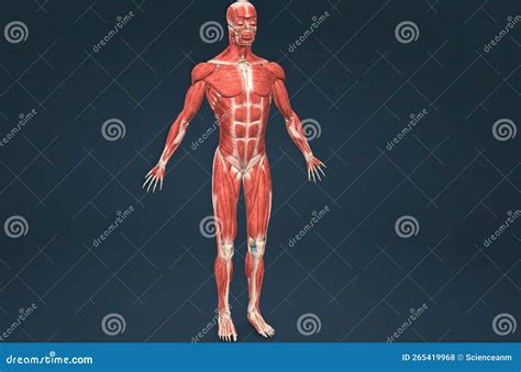 Male Human Muscular System Anatomy Stock Illustration Illustration Of