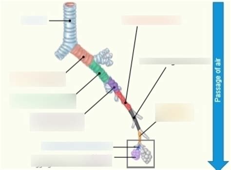 Diagram Of Respiratory Tree Quizlet