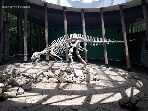 დინოზავრის ნაკვალევი სათაფლიაში საქართველოს ბილიკებზე