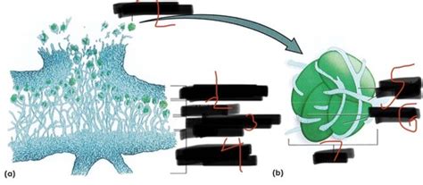 Reproduction Of A Lichen Flashcards Quizlet