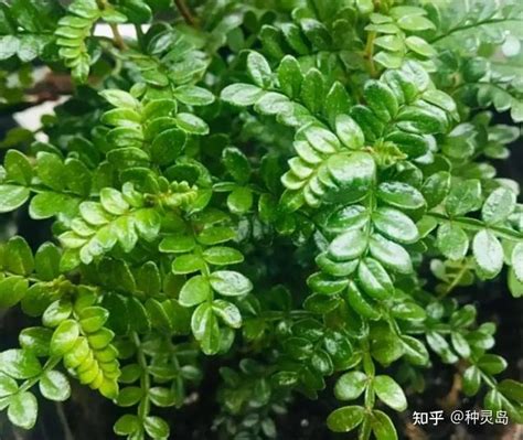 买清香木收到的是胡椒木你会区别吗 知乎