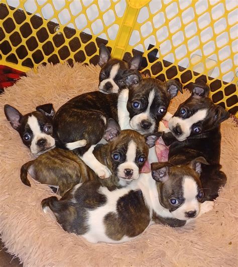 Boston Terrier Puppies For Sale Tacoma Wa 494839