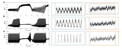 The Full And Detailed LFP Signal Of Each Neuron In The Network Download Scientific Diagram
