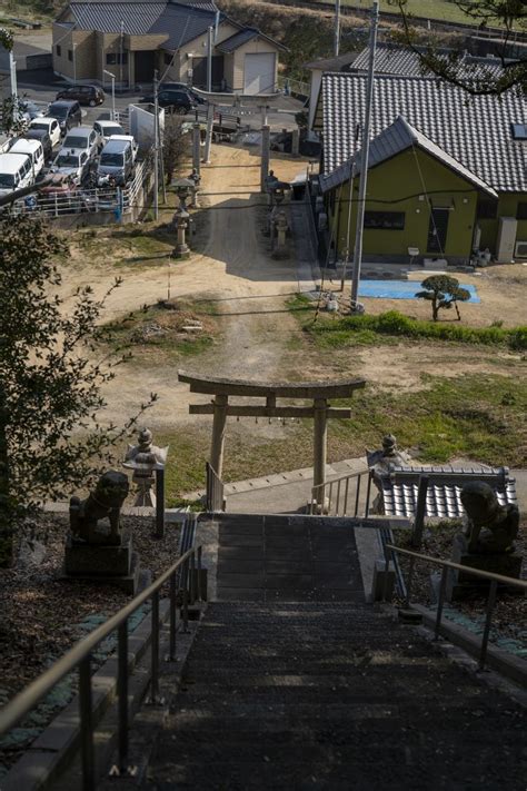 高松市牟礼町幡羅八幡神社のミモザアカシア 旅カメラ