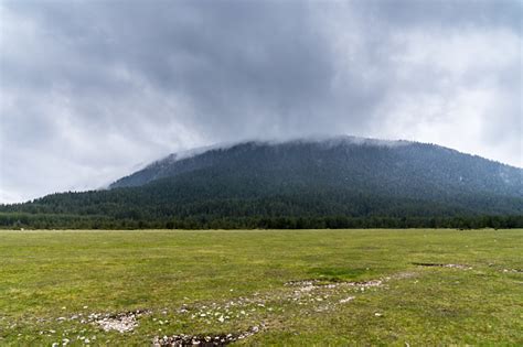 몬테네그로 나무는 자블랴크 근처 Durmitor 국립 공원 자연 풍경에서 비오는 날에 안개 분위기에서 넓은 녹색 목초지 뒤에