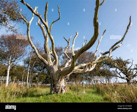 Old Dead Oak Tree Quercus Robur With Bare Branches In Dune Nature Reserve On West Frisian