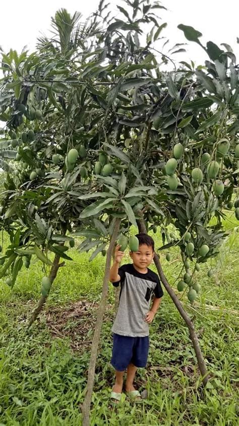 Mango Farming ভালকে কৰিলে আমৰ খেতিয়েও আপোনাক লাখপতি বনাব