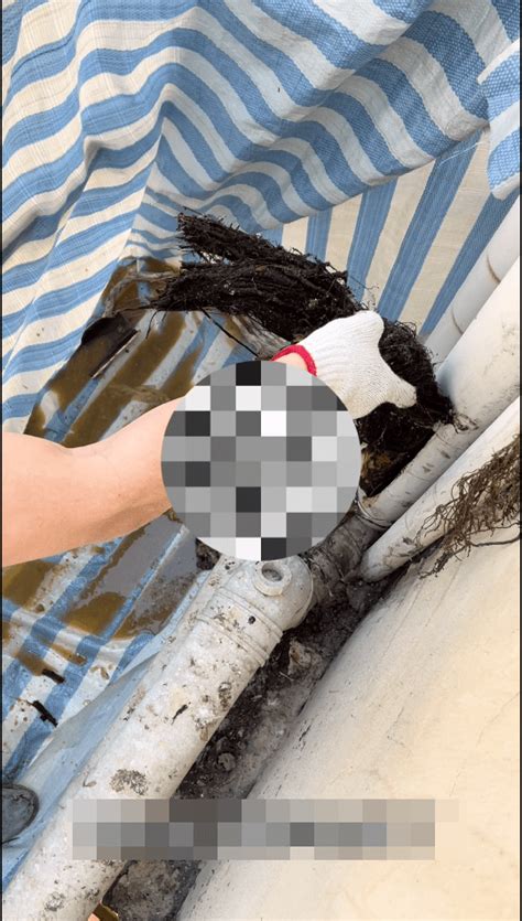 大埔恐怖 通渠”片疯传！污水渠淤塞拆开惊现 生物居住迹象”｜juicy叮 多伦多 加拿大中文新闻网 加拿大星岛日报 Canada Chinese News