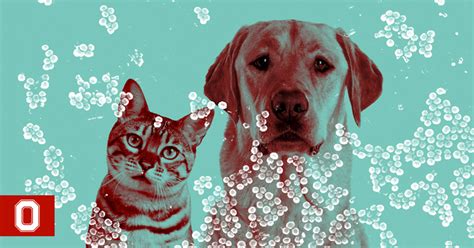 Staph Infection Dogs