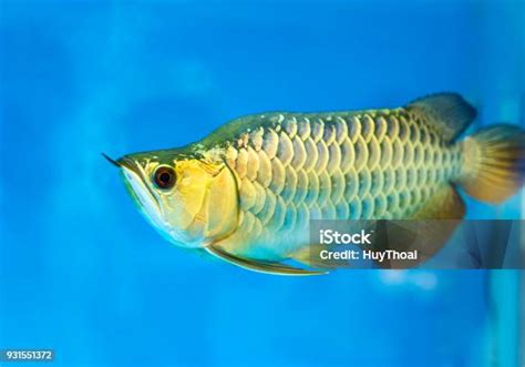 Arowana 수족관에서이 좋아하는 물고기를 긴 몸 아름 다운 용 모양 다채로운 감금 상태에 대한 스톡 사진 및 기타 이미지