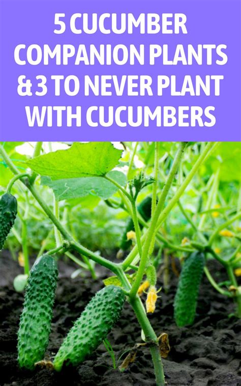 Cucumber Companion Plants To Never Plant With Cucumbers Gardening Sun Jardim