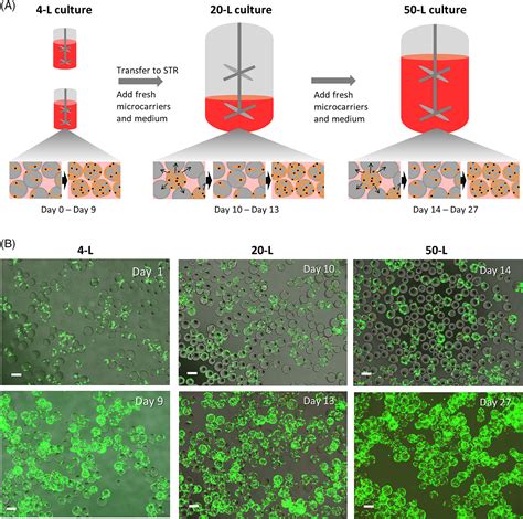 Facile Bead‐to‐bead Cell‐transfer Method For Serial Subculture And
