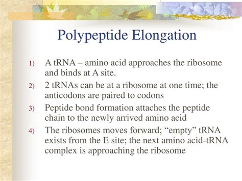 Ppt Polysomes And Polypeptide Elongation Powerpoint Presentation