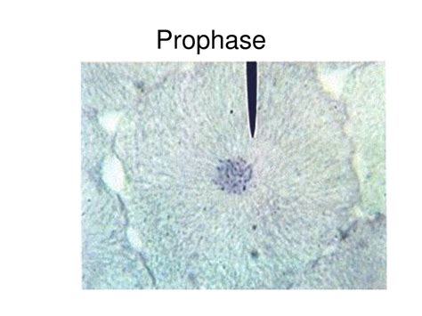 The Cell Cycle Biology Ppt Download