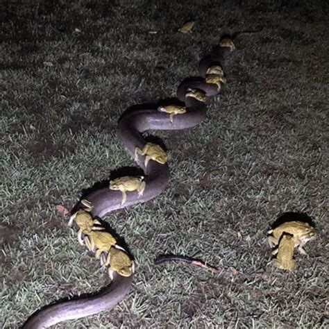 Why Cane Toads Are Rapidly Evolving Causing Fears For Aussie Wildlife News Au Australia