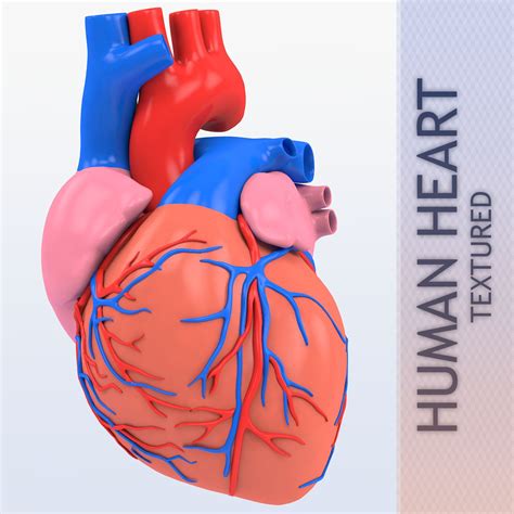 Heart Free 3d Models Download Free3d