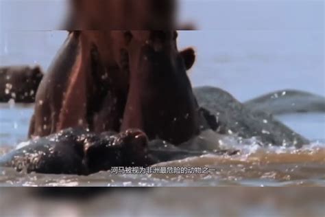 河马大战鳄鱼，河马疯狂起来不论是谁，直接开战！