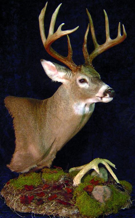 Whitetail Forms Joe Coombs Classics Inc