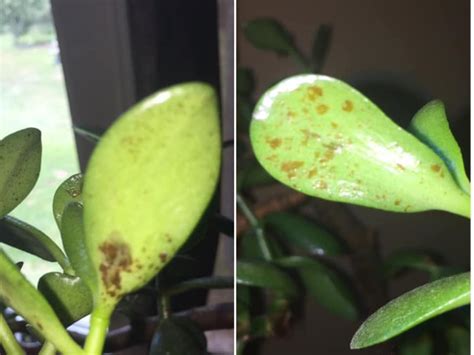 How To Get Rid Of White Spots On Jade Plant Gardenine