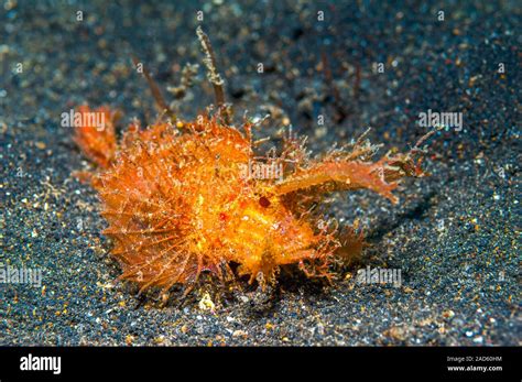 Ambon Scorpionfish Pteroidichthys Amboinensis On The Seabed