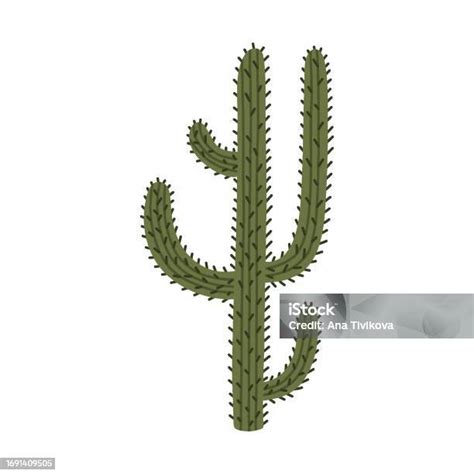 귀여운 손으로 그린 사와로 선인장은 멕시코나 서부 사막에서 왔다 벡터 간단한 선인장 꽃 만화 스타일의 가시와 함께 하얀 배경에 분리된 멕시코 가시 이국적인 식물 개척시대의