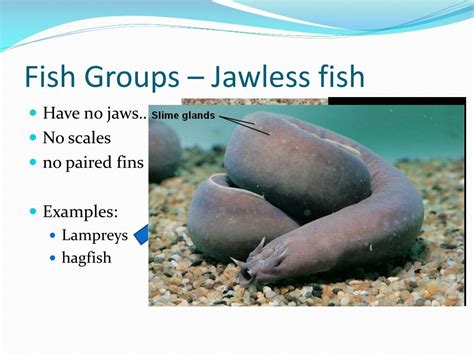 Ppt Fun Fish Facts Powerpoint Presentation Free Download Id6324995