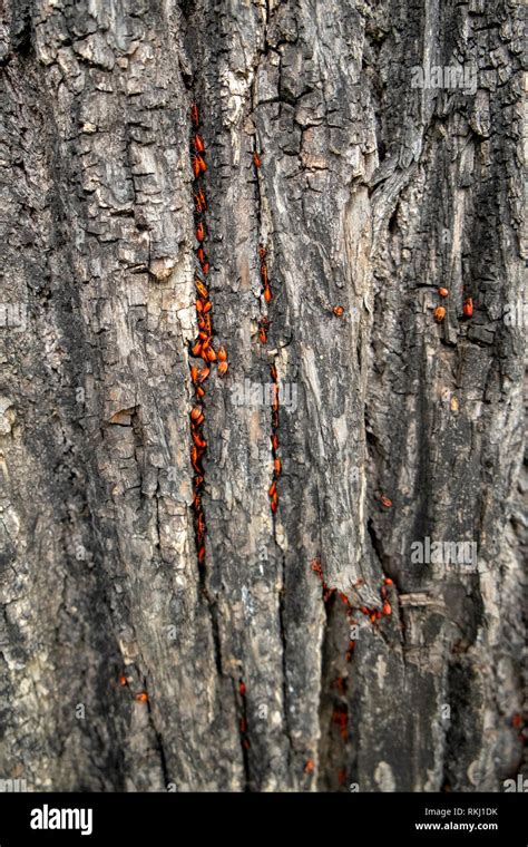 Tree Bark With Many Fire Beetles Stock Photo Alamy