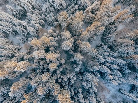 Фото деревьев покрытых снегом вид сверху · Бесплатные стоковые фото