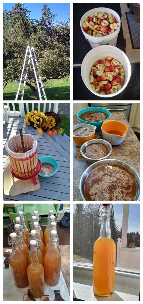 We Made Apple Cider From Our Own Apple Trees R Pics