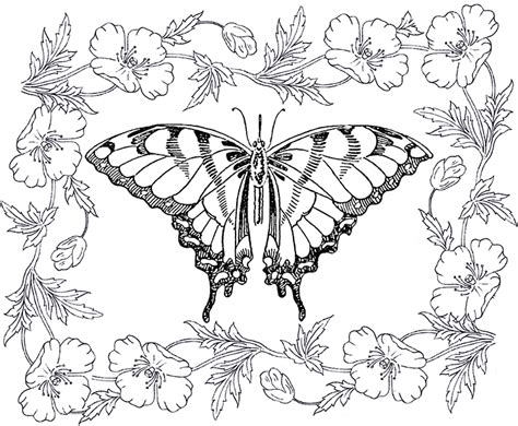 14 Butterfly Coloring Pages For Adults The Graphics Fairy