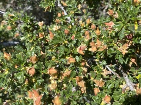 Antelope Bitterbrush Purshia Tridentata Great Basin Seeds