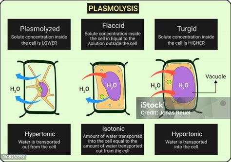 Plasmolisis Adalah Proses Di Mana Sel Kehilangan Air Dalam Larutan Hipertonik Proses Sebaliknya