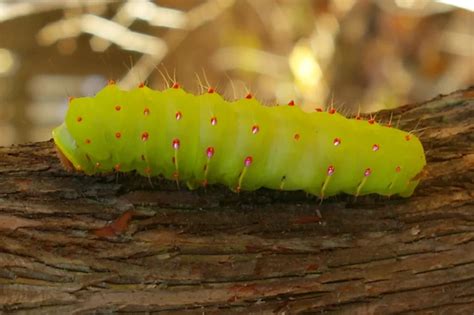 Identify 25 Types Of Green Caterpillars In Your Garden