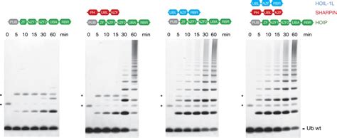 Comparison Of Linear Ubiquitin Chain Synthesis By Different Lubac