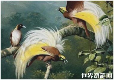 图世界上最美的鸟 五彩缤纷胜过孔雀 文华奇闻网