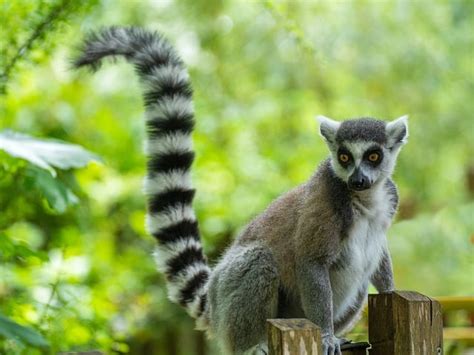 Lemur Facts Ring Tailed Lemur