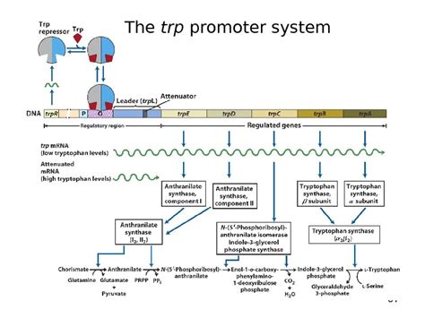 1 Gene Expression Systems In Prokaryotes And Eukaryotes