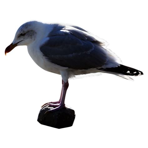 Download Seagull Silhouette Png Vdu