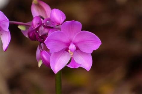 Aprende Todo Lo Que Necesitas Saber Sobre El Riego De Las Orquídeas