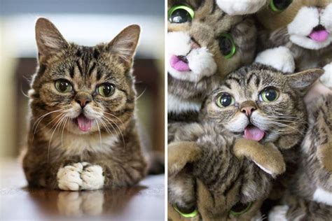 Fenômeno No Instagram Lil Bub Morre Aos 8 Anos Veja SÃo Paulo
