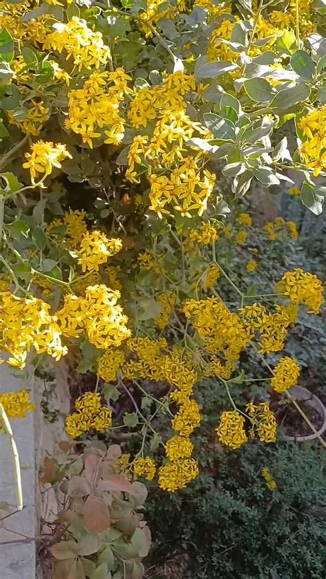 Viji Vijisaju2 • Instagram Photos And Videos