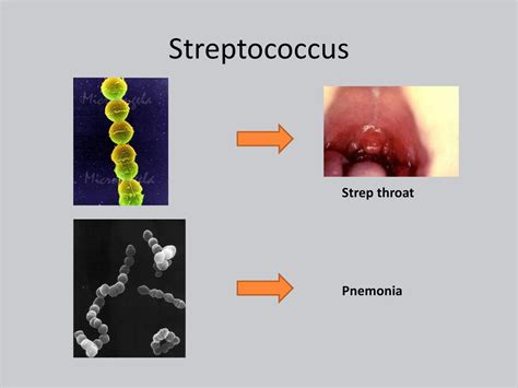 Growth And Reproduction Ppt Download