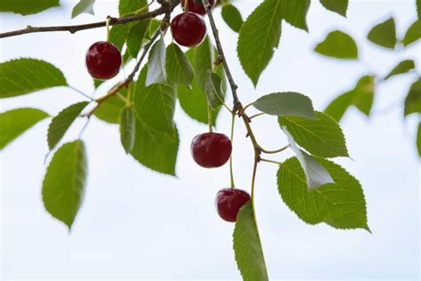 When Do You Plant Cherry Tree All You Should Know About It