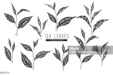 帶手工繪製的茶葉和枝條的向量收集在白色背景上隔離雕刻風格設計用於印刷面料邀請摺頁冊卡片壁紙包裝向量圖形及更多中國文化圖片 Istock