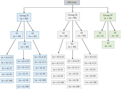Flowchart Showing The Distribution Of The Roots Among The Groups