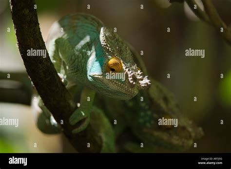 Male Parsons Chameleon Calumma Parsonii Pereyras Nature Farm