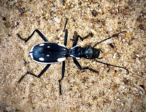 Anthia Sexguttata Egyptian Predator Beetle Saa ~4 6cm The